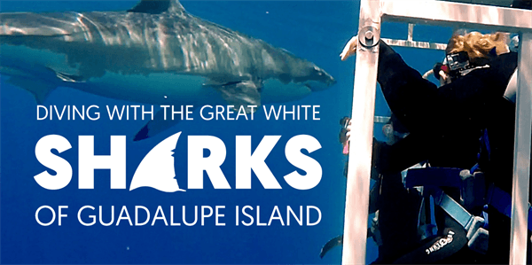 Some People Skydive for Thrills. I Dive with Sharks.