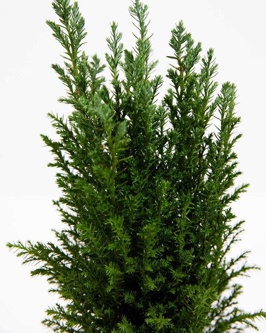 European Cypress