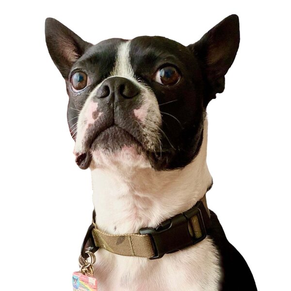 kiloninerpets - K9R - M2C Lightspeed Collar - Military & First Responder Discounts | GOVX